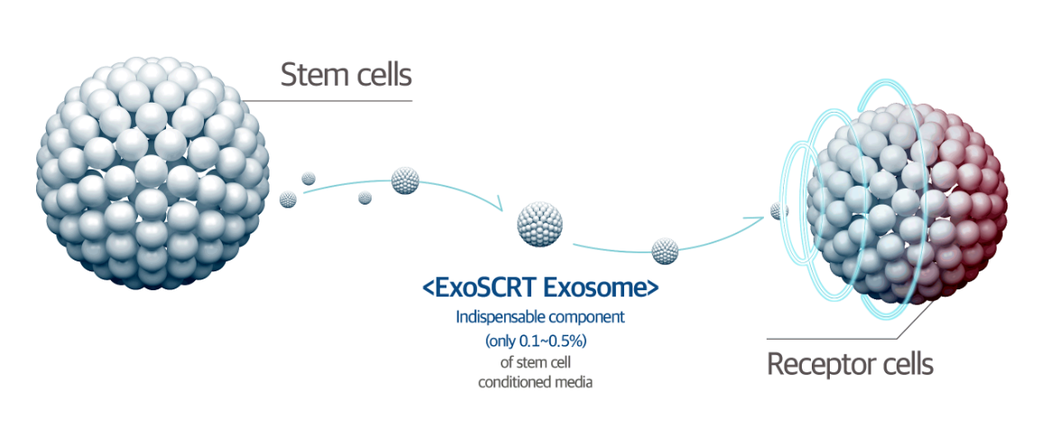 exosome คืออะไร ? ราคาเท่าไหร่ ตัวเลือกที่ดีที่สุด จริงไหม