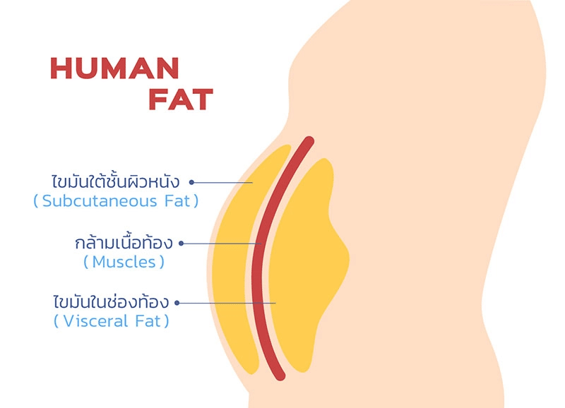 Visceral Fat คืออะไร ? วิธีรักษา VF Level ให้อยู่ในเกณฑ์พอดี